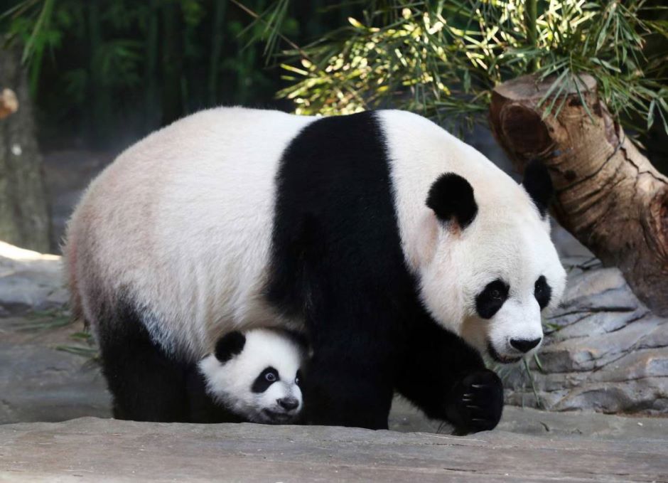 Bilangan Panda Meningkat Gorila Terancam Dunia MStar