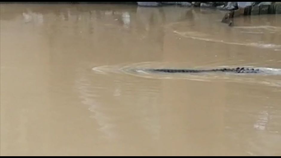 Lensa: Buaya Muncul Di Sungai Dengkil - Video | mStar